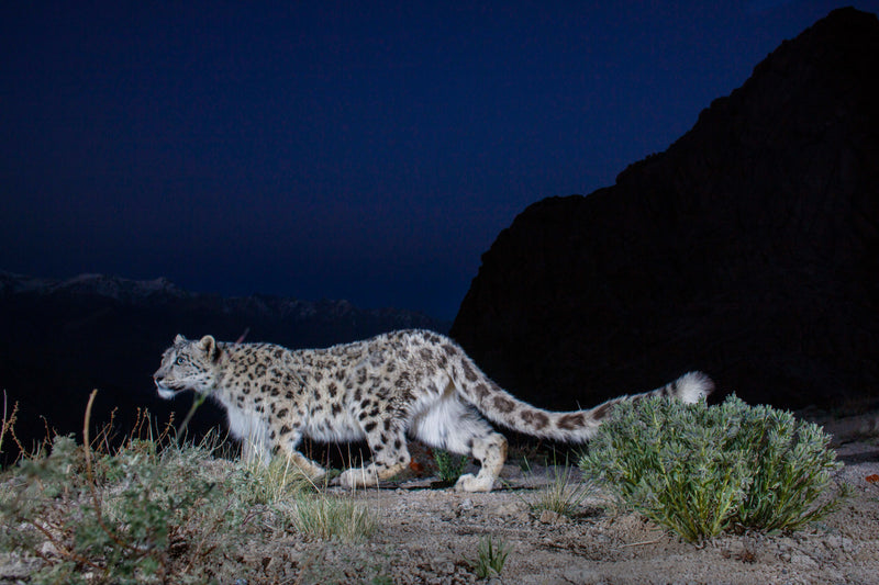 Conservation – Blooms & Leopard